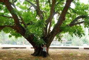 City of Chico - Street Trees